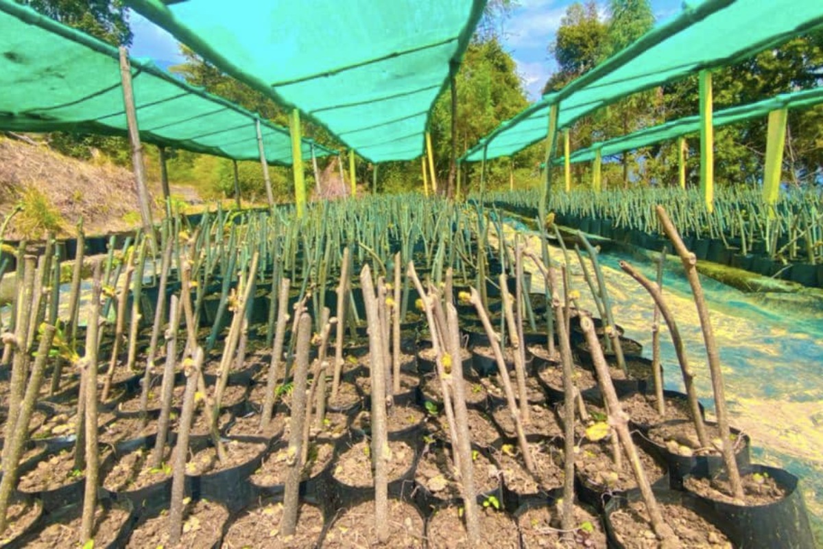 Seedlings Production – Green Bhutan Corporation Limited